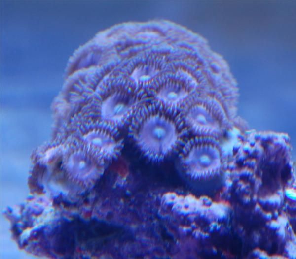 #13 pink zoas | TCMAS Forums