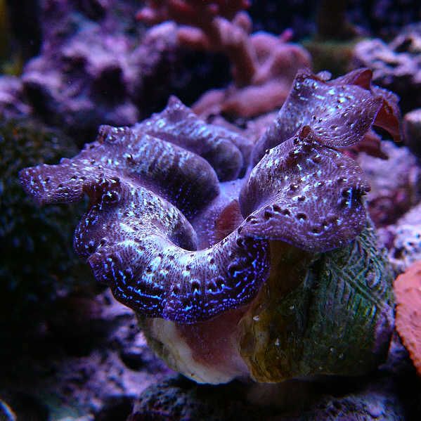 Crocea Side | TCMAS Forums