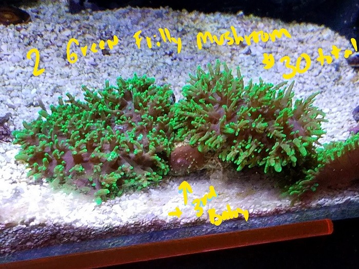 green frilly.jpg | TCMAS Forums