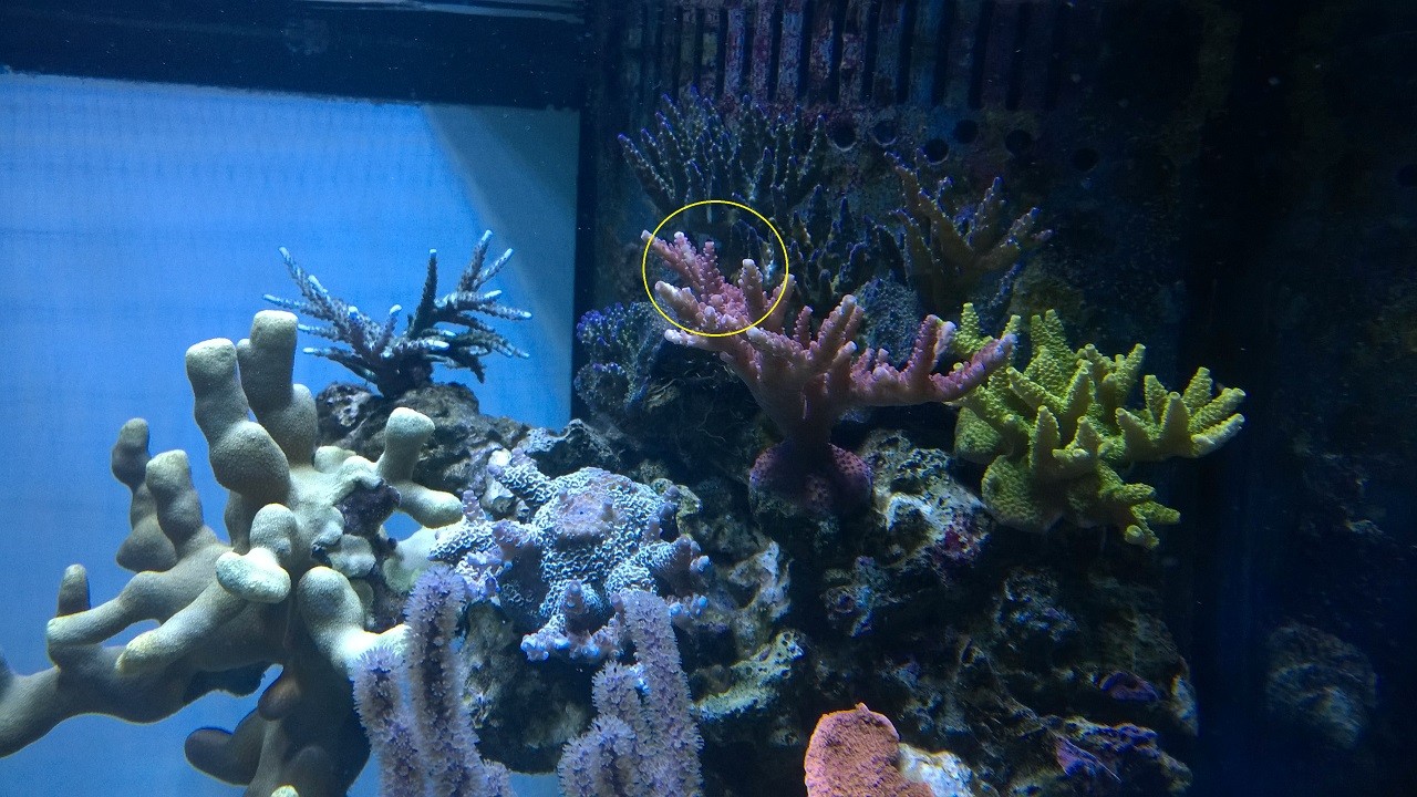 pc_rainbow_acro.jpg | TCMAS Forums