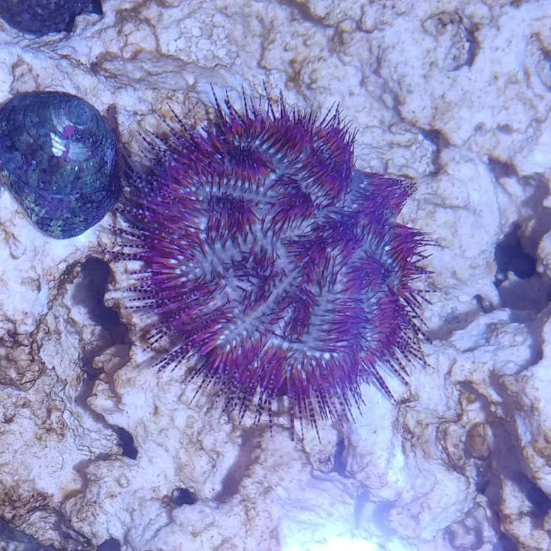 Rainbow urchin | Twin Cities Marine Aquarium Society Community Forums